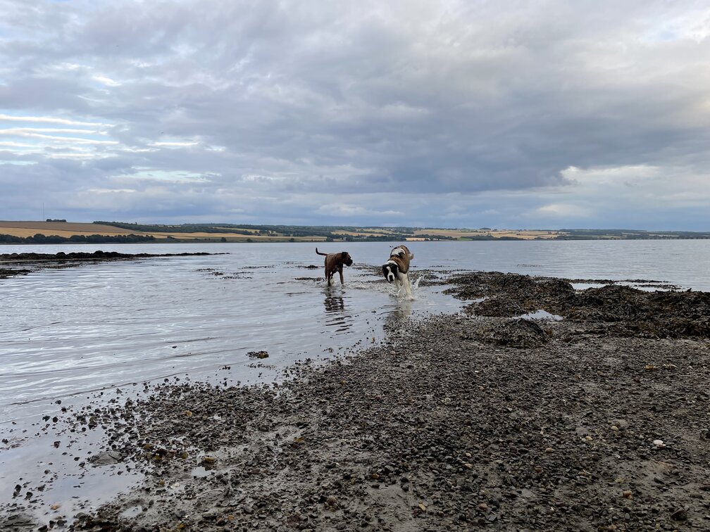 Best of friends - Dog Trainer in Inverness - Rewarding Dogs